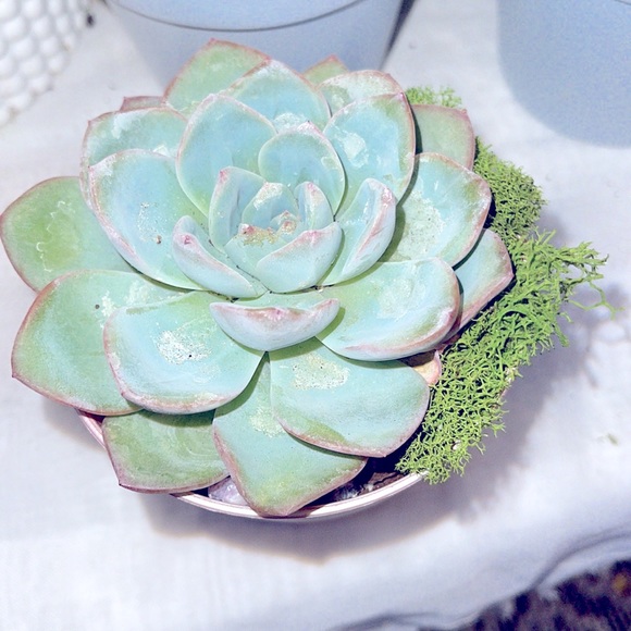 Art | Medium Pink Green Potted Succulent Handmade By Sophies Succulents ...